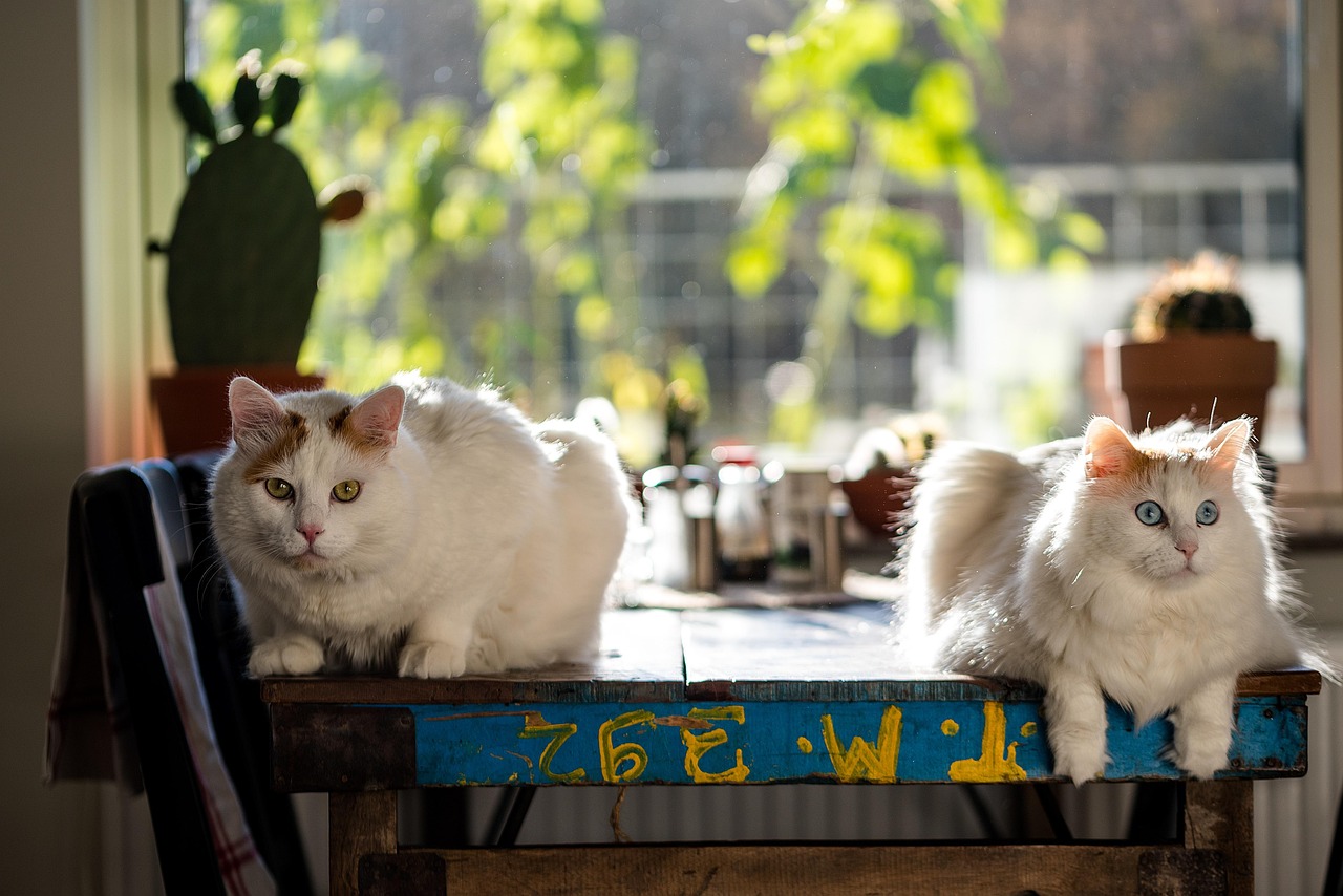 Animais Gatos Felino - Foto gratuita no Pixabay - Pixabay