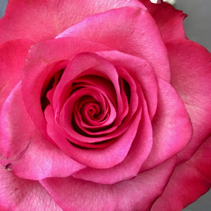 Rose Rouge Fleur - Photo gratuite sur Pixabay - Pixabay