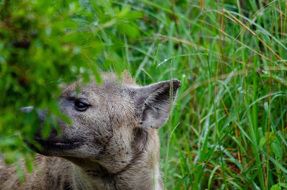 Hyena Wild Dog Animal - Free photo on Pixabay