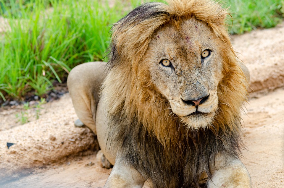 Animal Lion Mammal - Free photo on Pixabay