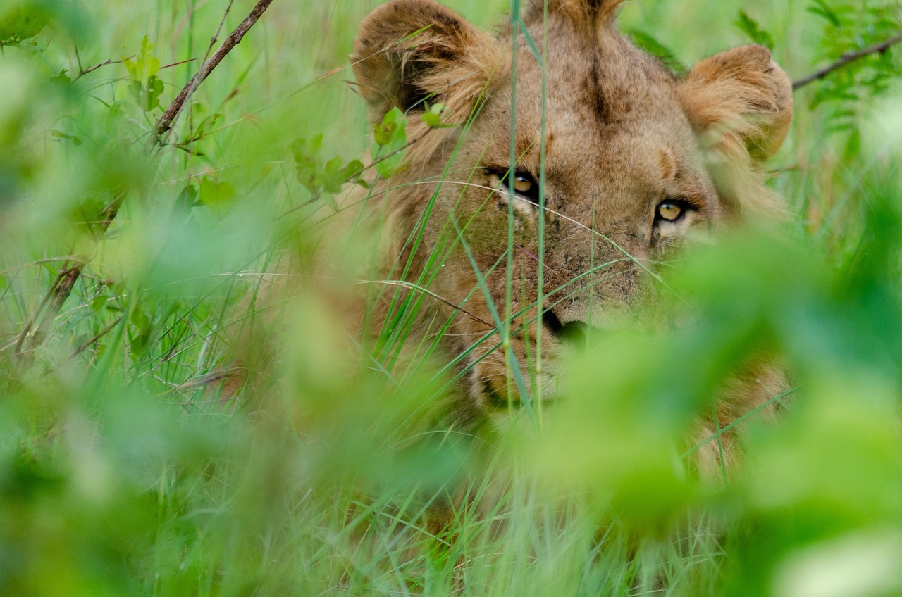 Animal Lion Mammifère - Photo gratuite sur Pixabay - Pixabay