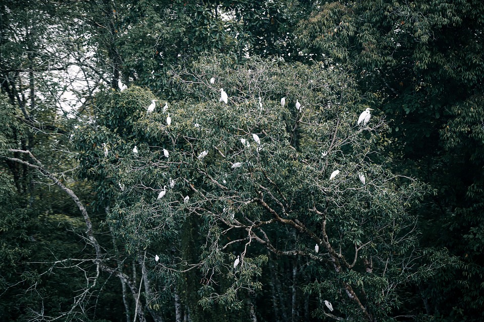 Brid Jungle - Free photo on Pixabay