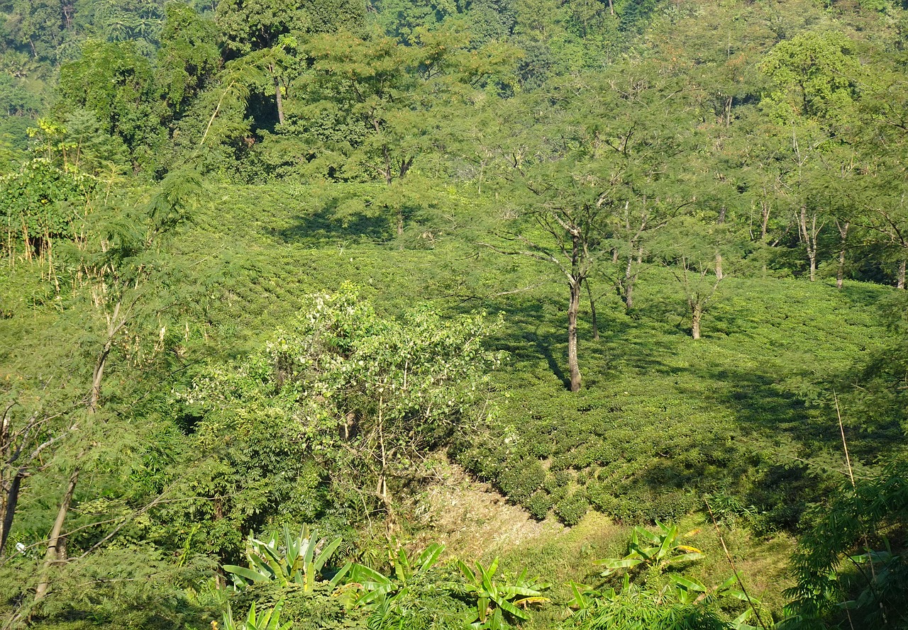 Tea Garden Forest Himalayas - Free photo on Pixabay