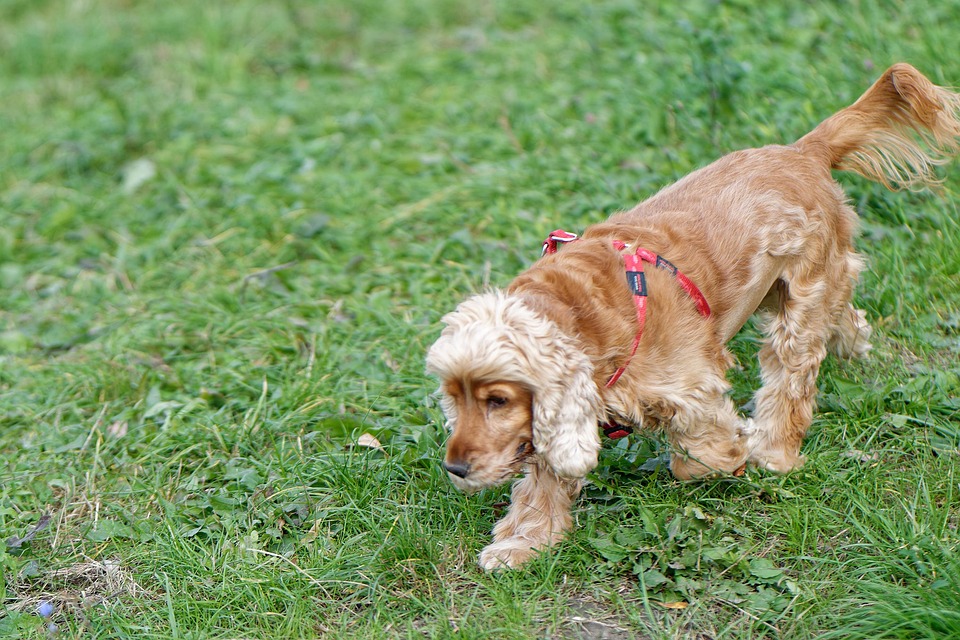 Cane Animale Domestico Canino - Foto gratis su Pixabay