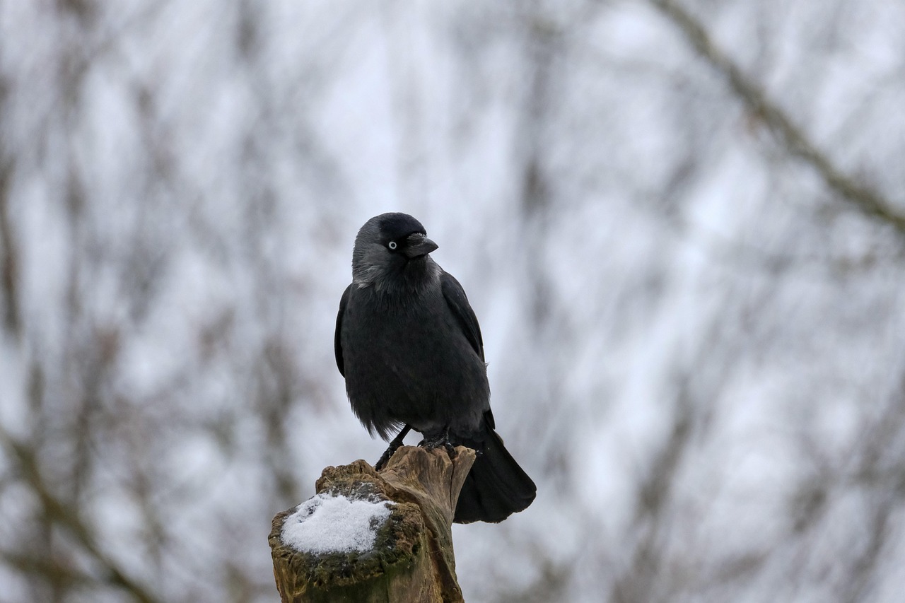 Jackdaw Bird Animal - Free photo on Pixabay