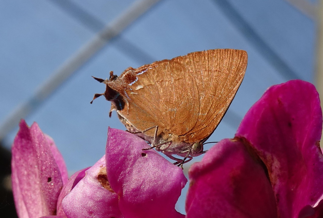 Vlinder Bloem Bestuiven - Gratis foto op Pixabay - Pixabay