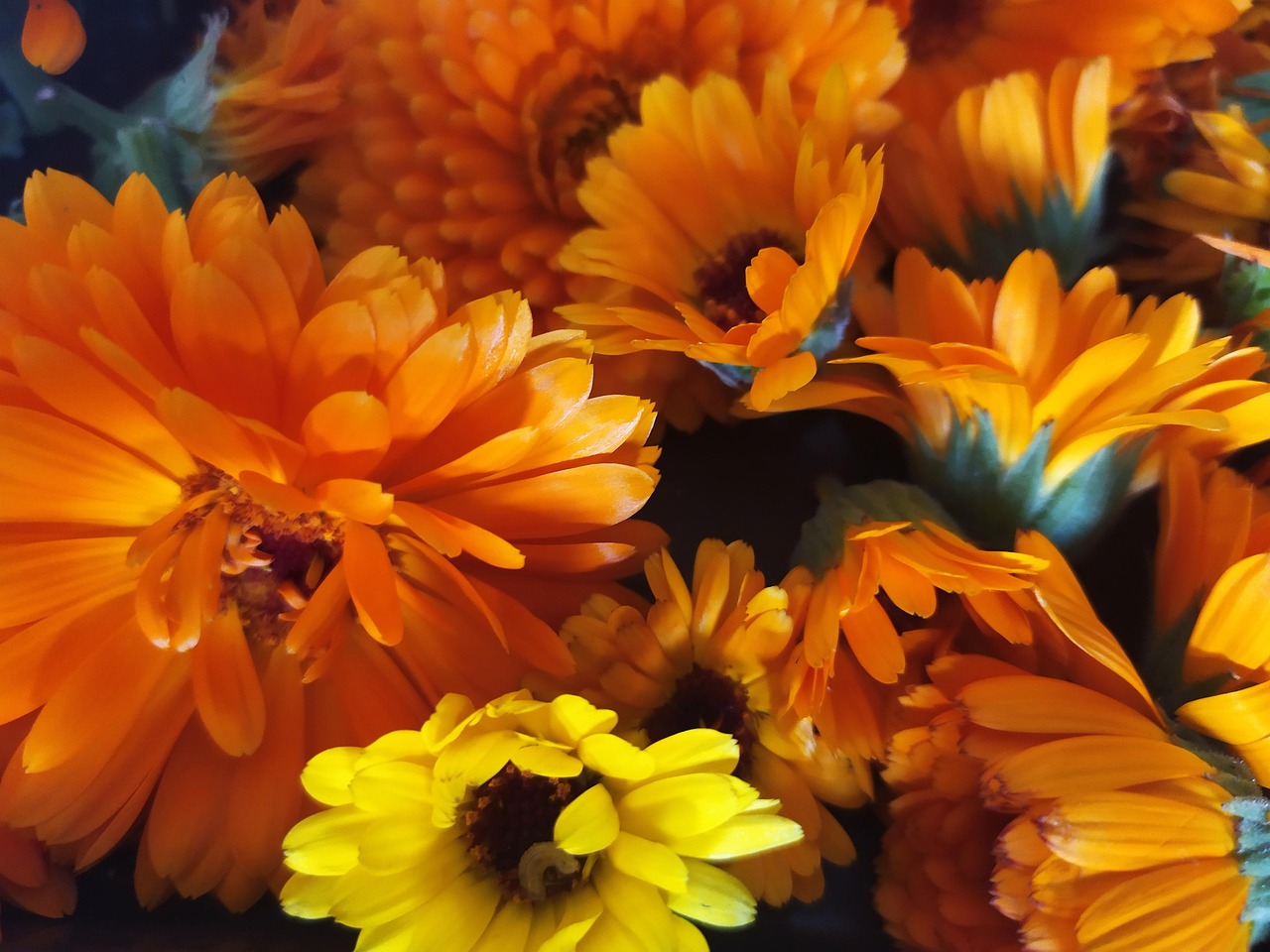 Souci Fleur - Photo gratuite sur Pixabay - Pixabay