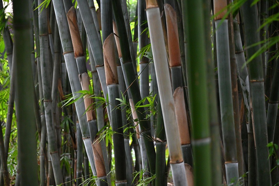 Bamboo Forest Light And Shadow The - Free photo on Pixabay