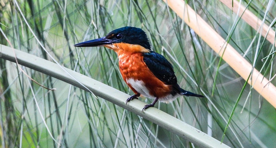 Kingfisher Bird Animal - Free photo on Pixabay
