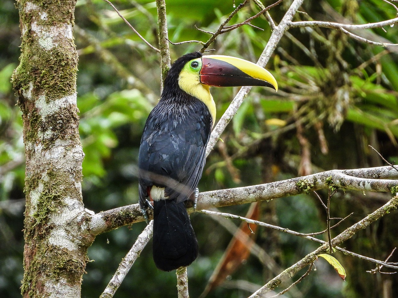 Toucan Bird Perched - Free photo on Pixabay - Pixabay