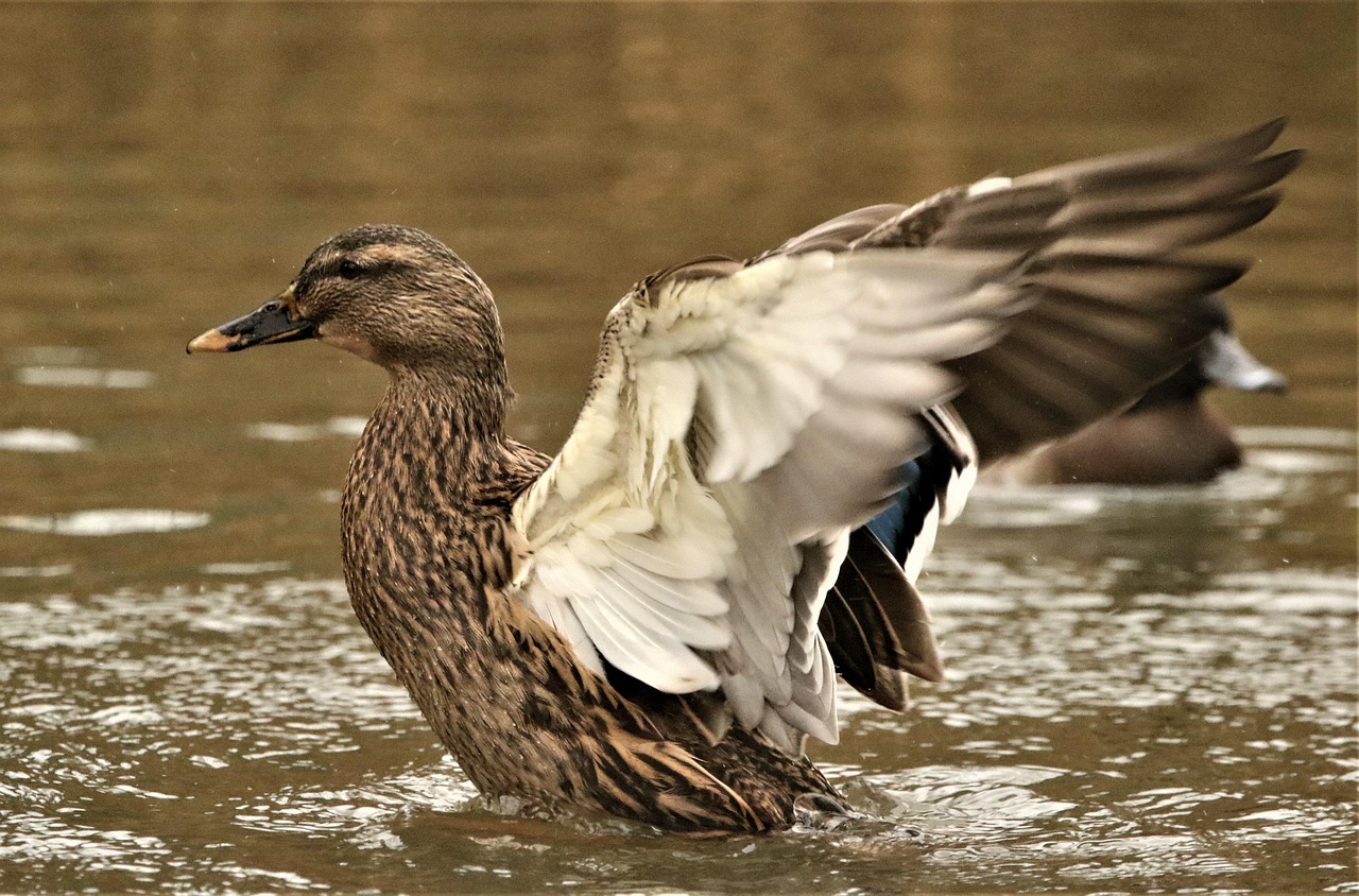 Fashion Advice Mallard