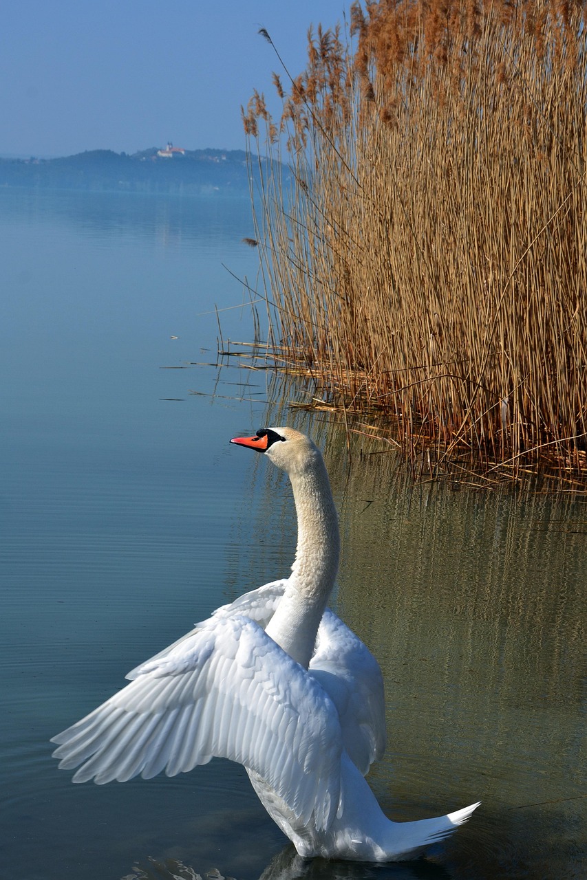 Swan Bird Lake - Free photo on Pixabay - Pixabay