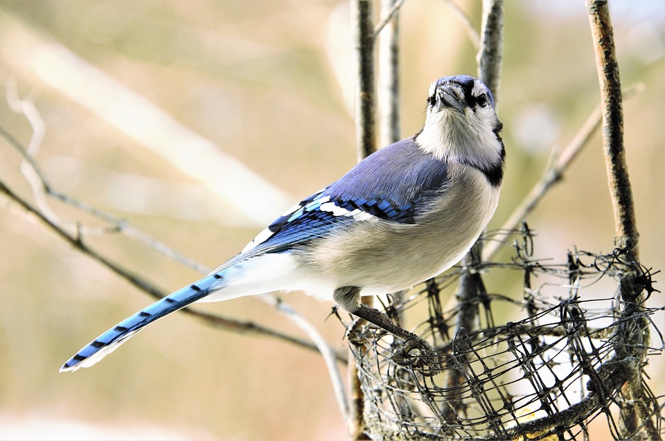 Blue Jay Bird Animal - Free photo on Pixabay