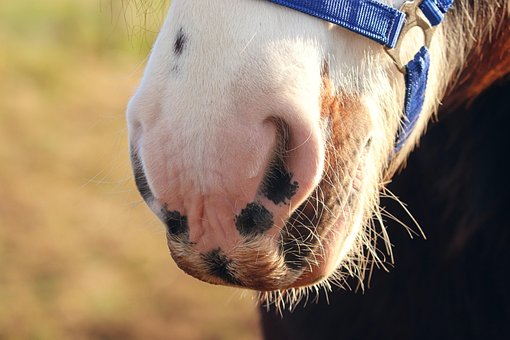 60+ Free Horse Snout & Horse Photos - Pixabay