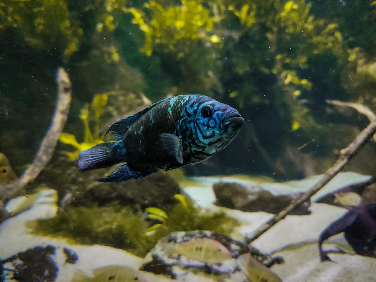 Pez Mar Agua - Foto gratis en Pixabay - Pixabay