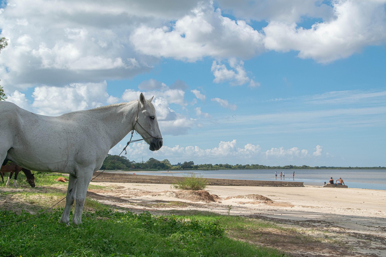 Cheval Plage Mer - Photo gratuite sur Pixabay - Pixabay