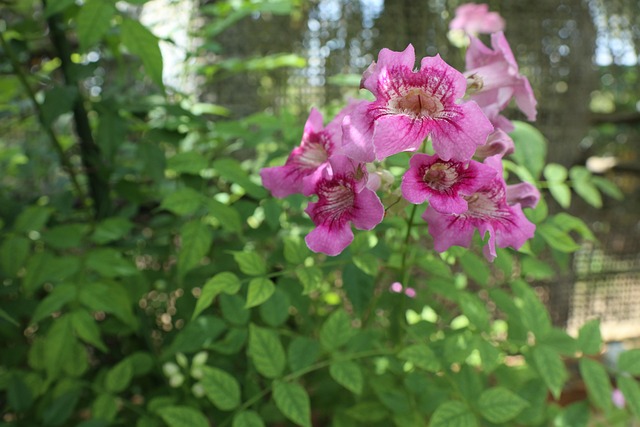 Podranea Ricasoliana Flower Pink - Free photo on Pixabay