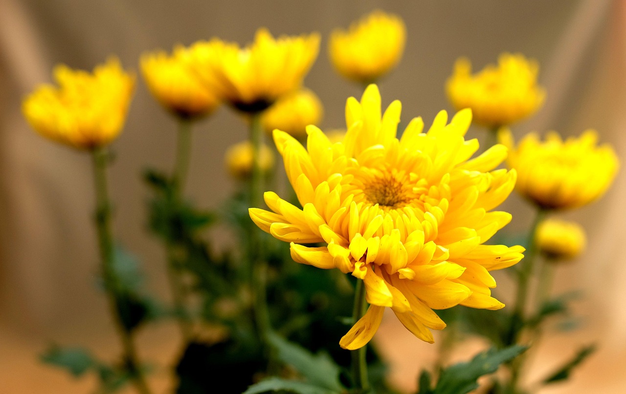 Chrysanthemums Flowers Garden - Free photo on Pixabay