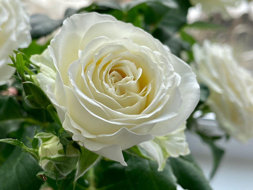 Rose Blanche Fleur De - Photo gratuite sur Pixabay - Pixabay