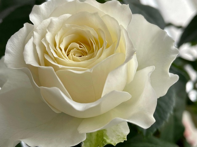 Rose Blanche Fleur De - Photo gratuite sur Pixabay - Pixabay