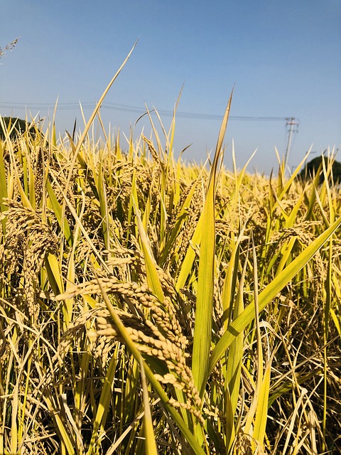 Rice Field Paddy - Pixabay上的免费照片 - Pixabay