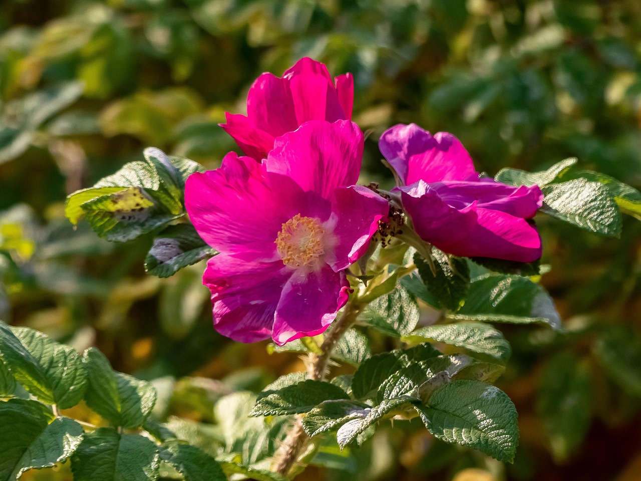Rose Hip Blooms Flowers - Free photo on Pixabay - Pixabay