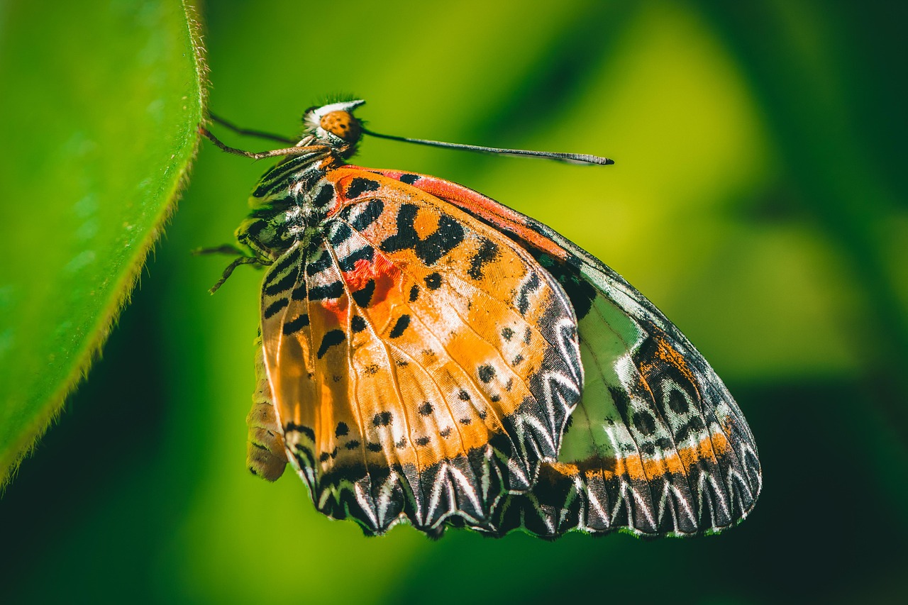 Butterfly Insect Winged - Free photo on Pixabay - Pixabay