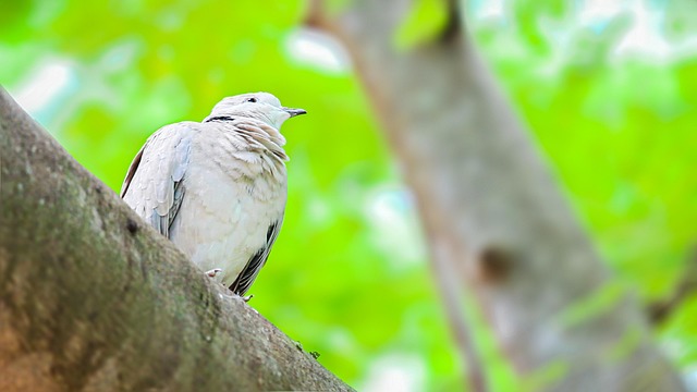 Dove Bird Perched - Free photo on Pixabay