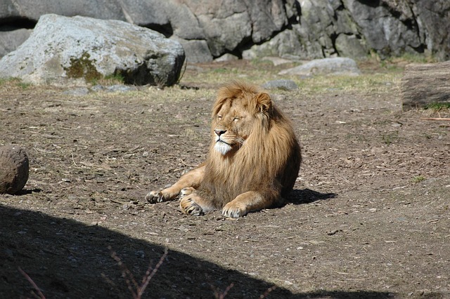 León Animal Melena - Foto gratis en Pixabay - Pixabay