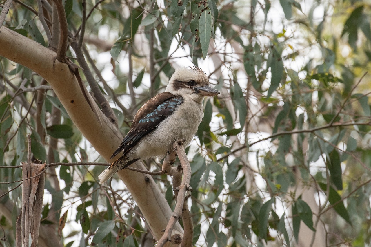 200+ Free Kookaburra & Bird Images - Pixabay