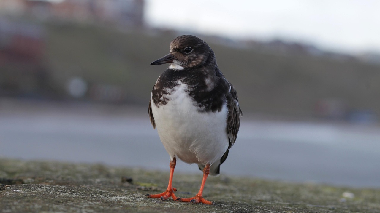 Ruddy Turnstone Bird Animal - Free photo on Pixabay - Pixabay