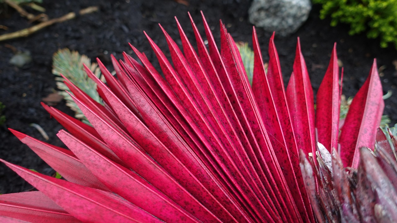 Plantelor Subiecte Bijuterii De - Fotografie gratuită pe Pixabay - Pixabay