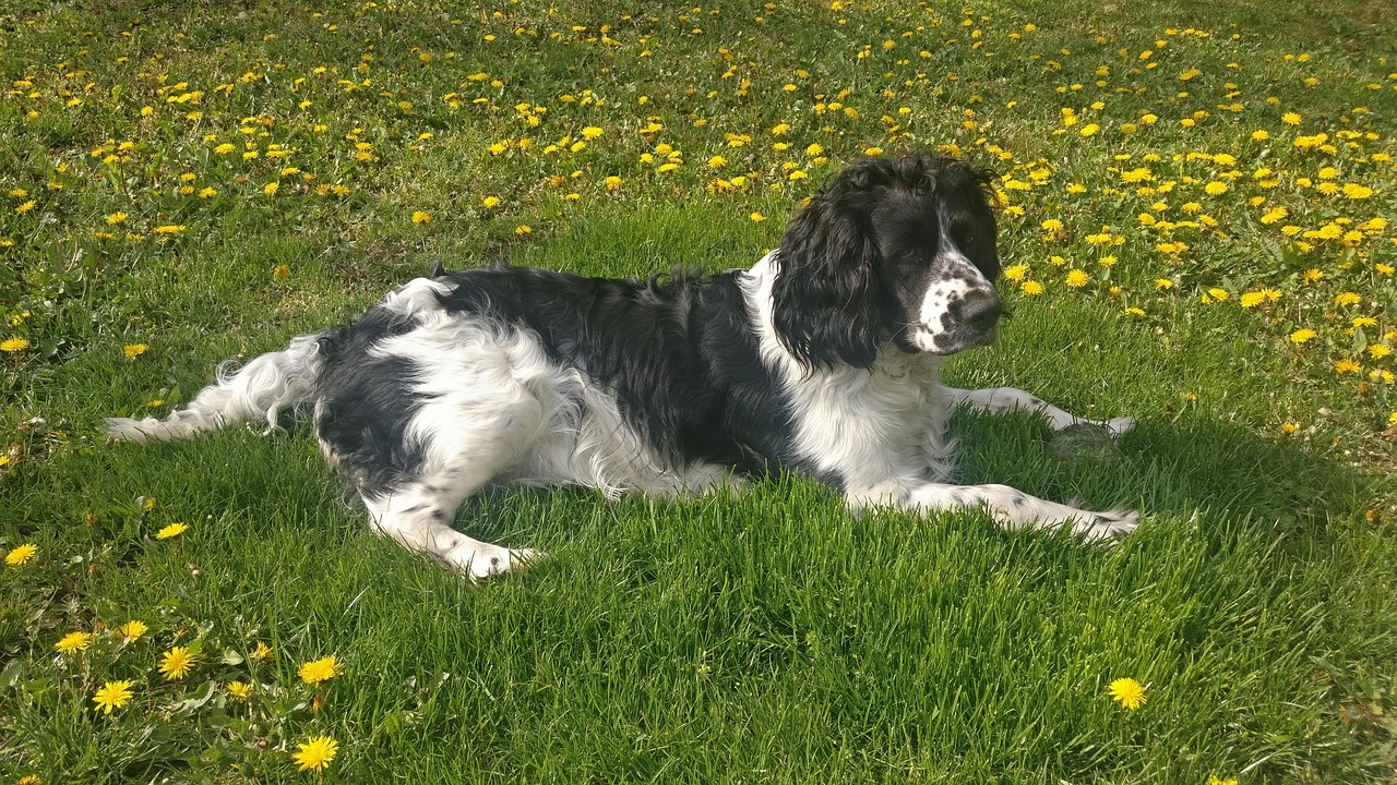 Spaniel Hund Sällskapsdjur - Gratis foto på Pixabay