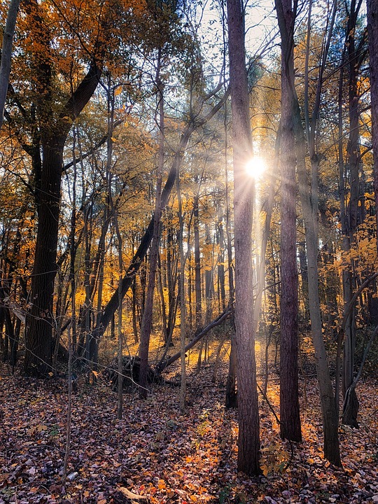Morning Sunlight Forest Light - Free photo on Pixabay