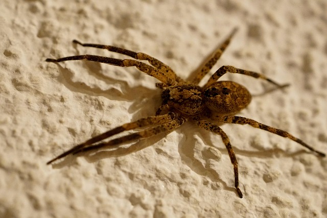 Spider Eratigena Arachnid - Free photo on Pixabay