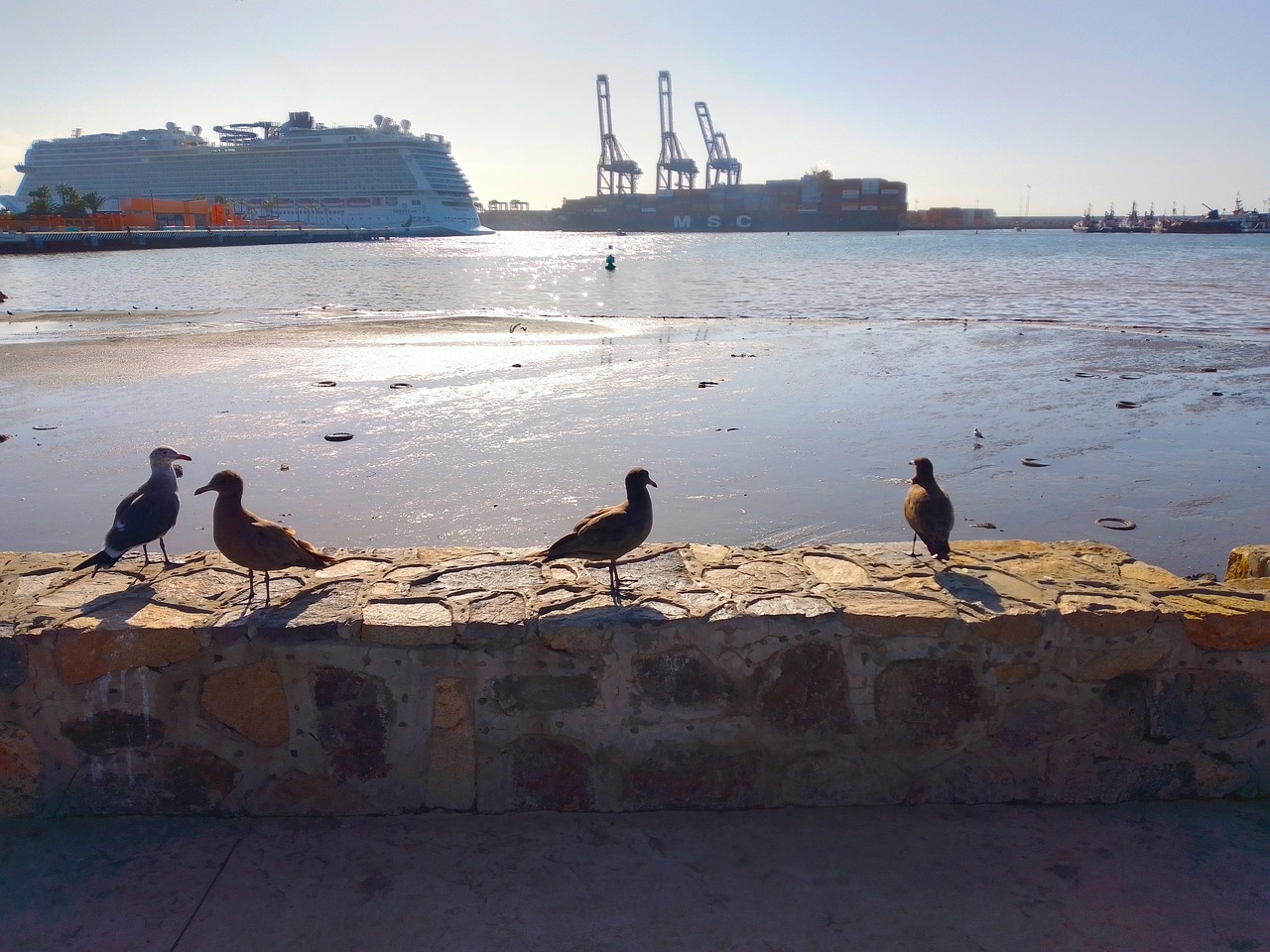 Birds Nature Ensenada - Free photo on Pixabay - Pixabay