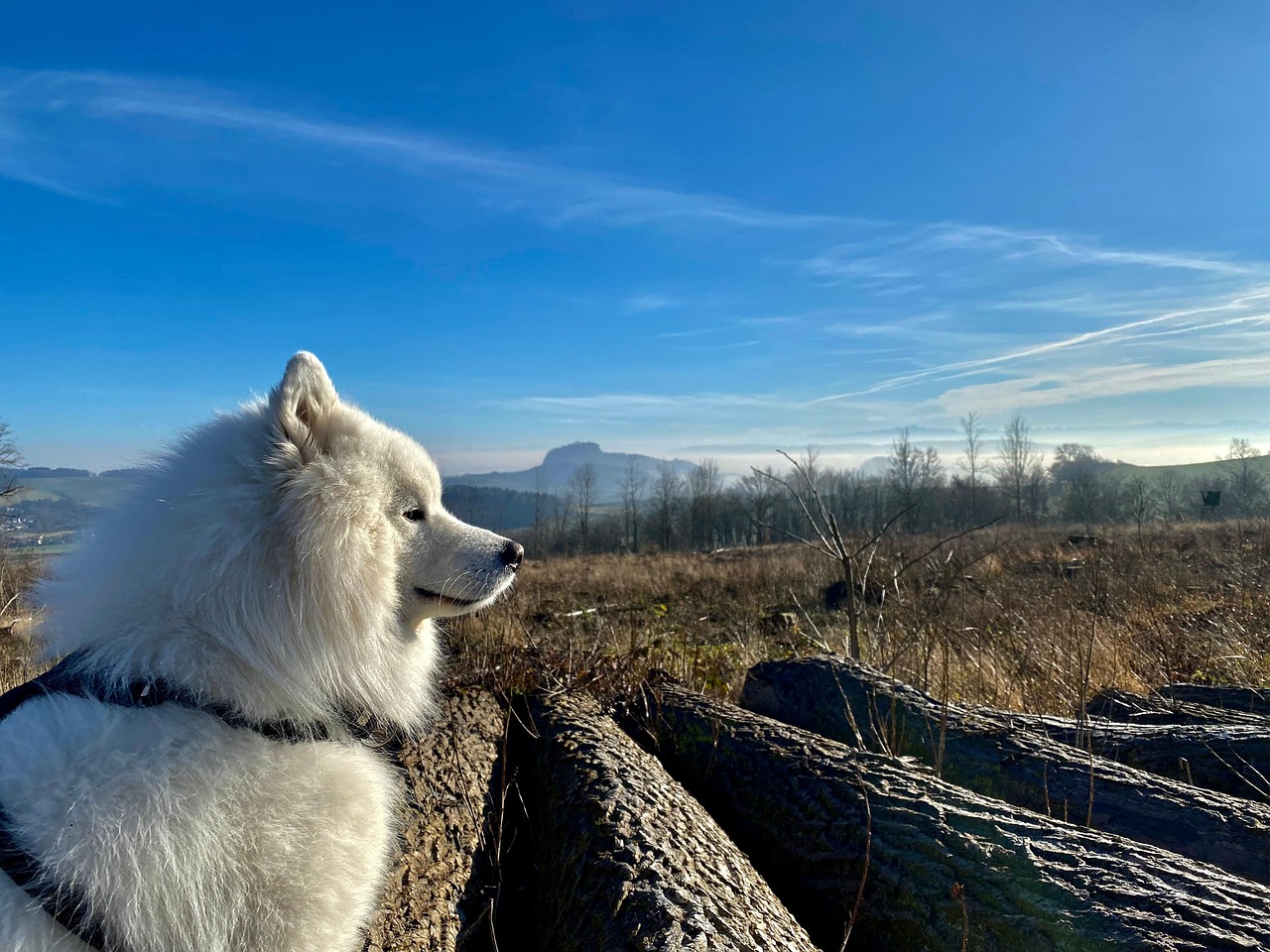 Cachorro Animal Doméstico Panorama - Foto gratuita no Pixabay - Pixabay