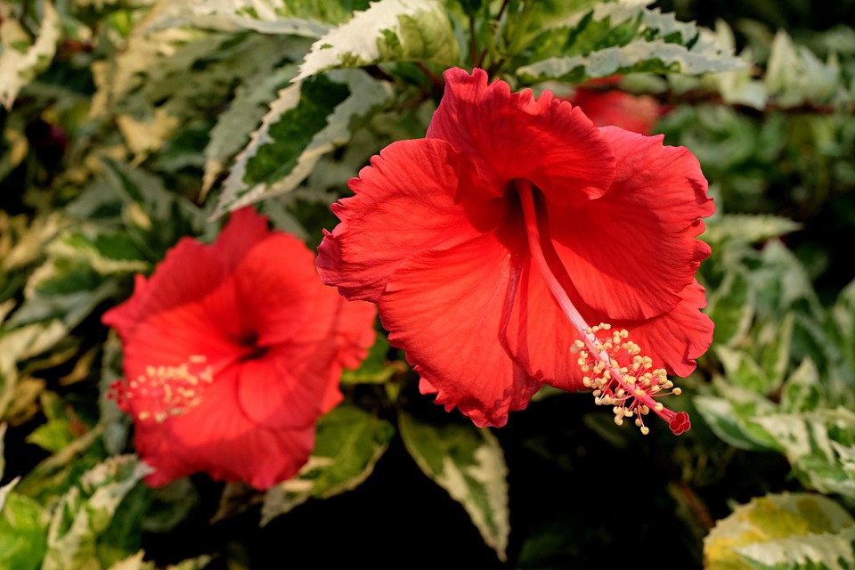 Hibiscus Fleurs Jardin Pétales - Photo gratuite sur Pixabay - Pixabay