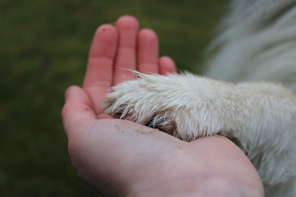 Pfote Hand Freundschaft - Kostenloses Foto auf Pixabay