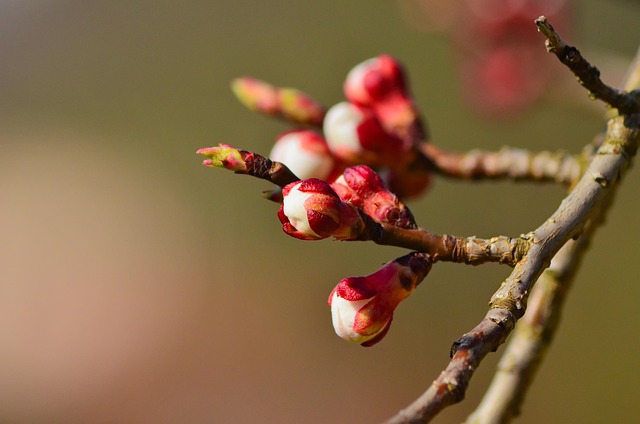 Aliments Fruit Le Printemps La - Photo gratuite sur Pixabay - Pixabay