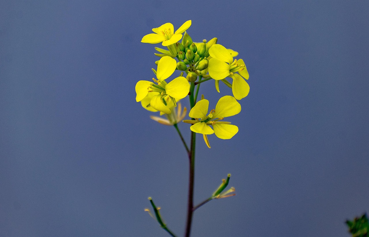 Mustard Flowers Yellow - Free photo on Pixabay - Pixabay
