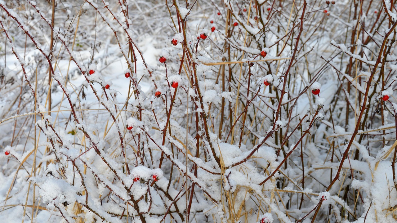 Rose Hips Plant Snow - Free photo on Pixabay - Pixabay