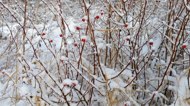 Rose Hips Plant Snow - Free photo on Pixabay - Pixabay