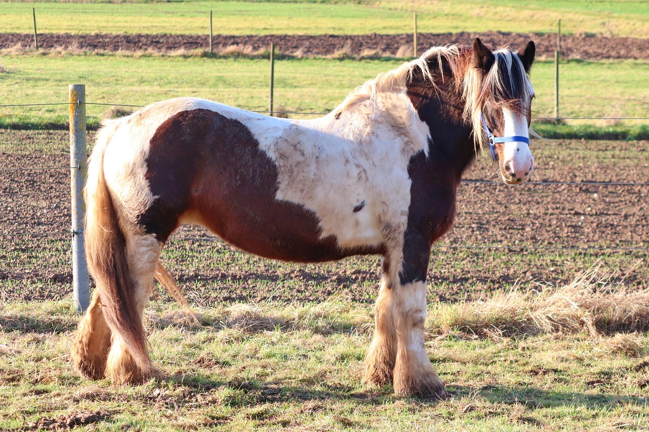 Horse Animal Pasture - Free photo on Pixabay - Pixabay
