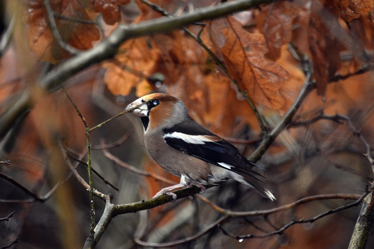 Hawfinch Birds Wings - Free photo on Pixabay - Pixabay