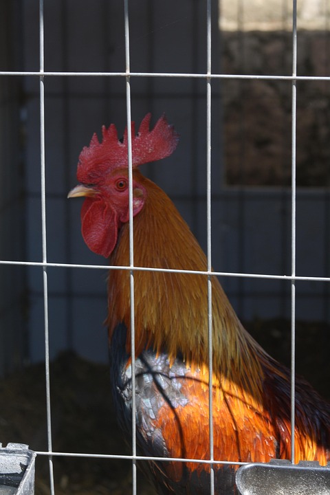 Gallo Animal Animals - Free photo on Pixabay