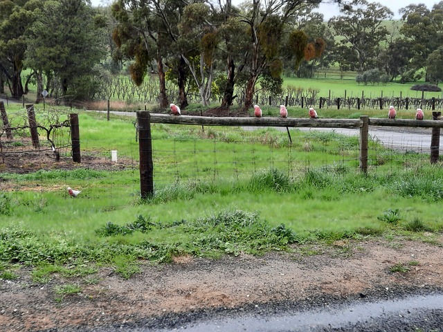 Bird Nature Galah Free Photo On Pixabay Pixabay