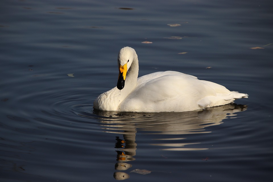 Swan Bird Ornithology - Free photo on Pixabay