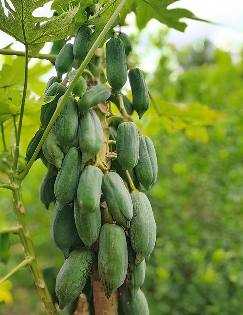 300+ Free Papaya & Fruit Images - Pixabay
