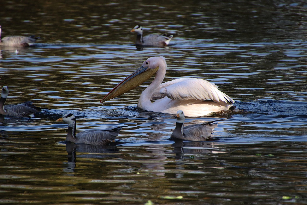 Pelican Geese Birds - Free photo on Pixabay